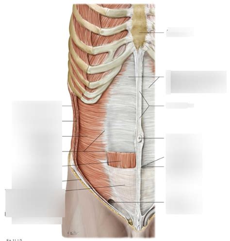 Posterior Layer Rectus Sheath Diagram Quizlet