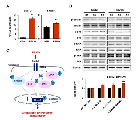 PENVs Modulate Osteoblast Differentiation Through BMP 2 Signaling A