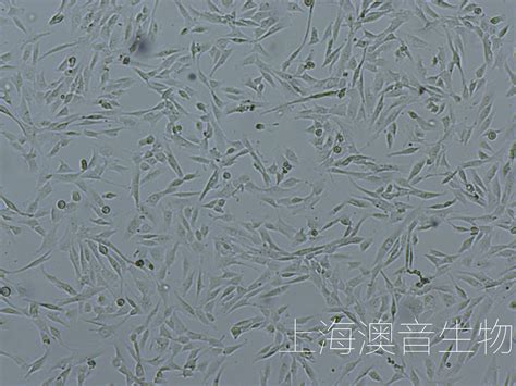 Hpasmc T Hpasmc 永生化人肺动脉平滑肌细胞 上海澳音生物科技有限公司