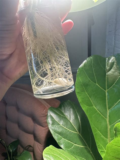 Propogation Rhouseplants