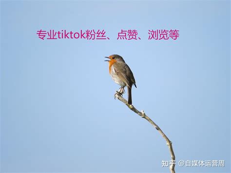 TIKTOK怎么运营有哪些方式可以快速加涨粉丝 知乎