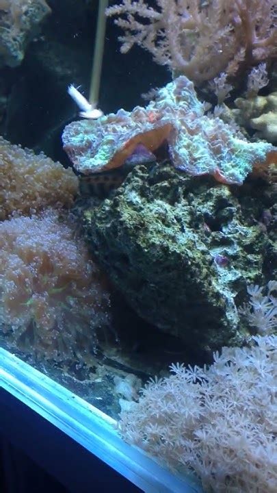 מורנה Hd Youtube