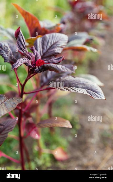 Red Leaf Vegetable Amaranth Amaranthus Lividus Var Rubrum Plant In A
