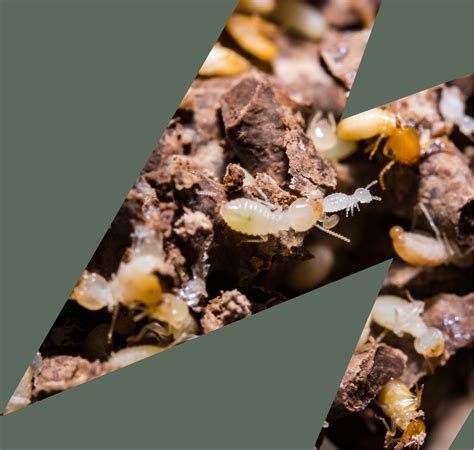 Termite Control In Malaysia PestBusters