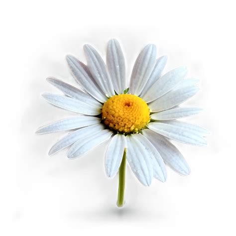 Download Daisy Watercolor Png 05212024