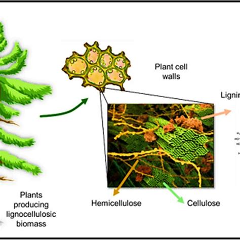 A Schematic Of Lignin Location And Structure In Plants [54] Download Scientific Diagram