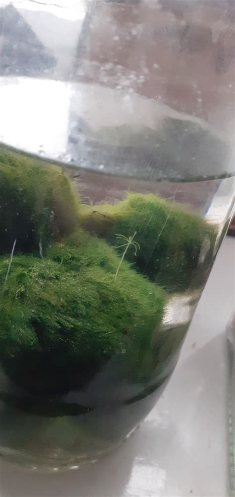 Hi Guys New To Marimo And Was Just Wondering If You Knew What Is Growing From This One Rmarimo