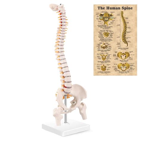 Mini Spine Anatomy Model Human Spine Model With Spinal Disc
