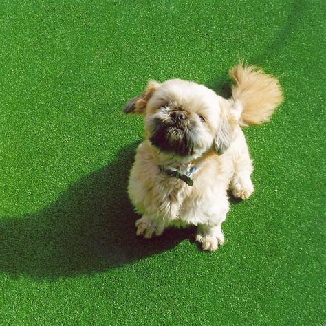 Artificial Grass 9mm Eurofloor
