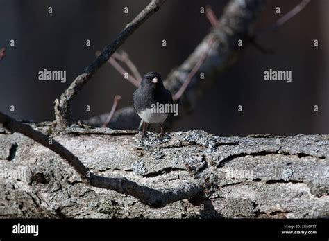 Dark Eyed Junco Slate Colored Junco Perched In A Tree In New York