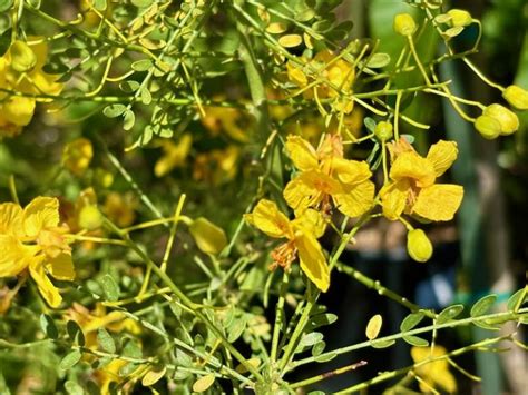 Rosa ‘stephen Rulo Online Flower Garden