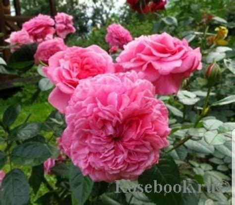 Zaide Rose ใหม่ เลื้อย ดอกใหญ่ บ้านสวนกุหลาบ By นุช