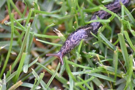 Leopard Slug Limax Maximus Stock Image Image Of Grass Macro 279897045