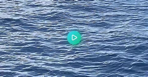 Pilot Whales Album On Imgur