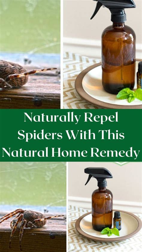 Stop Using Harmful Chemicals To Repel Spiders Here Are 10 Natural Ways