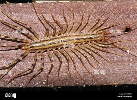 Centipede Hi Res Stock Photography And Images Alamy