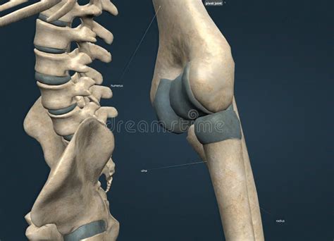 The Pivot Joint Is Also Called The Rotary Joint Or The Trochoid Joint Stock Illustration