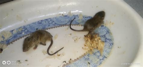 Yummy R Nanikposting