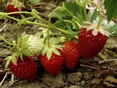 Quelques Astuces Pour Vos Fraisiers Une Fleur Un Jardin