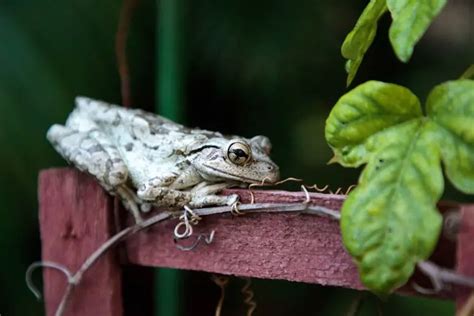 Cuban Tree Frog Complete Care Guide And Tips Az Reptiles