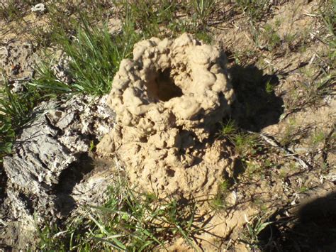 Photo Friday Mud Bugs Beef Runner