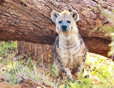 Okc Zoos New Habitat Expansion Expedition Africa Is Ready For Visitors