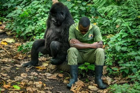 Gorilla Cheers Up Her Human Friend By Ahem Apeing His Glum Pose
