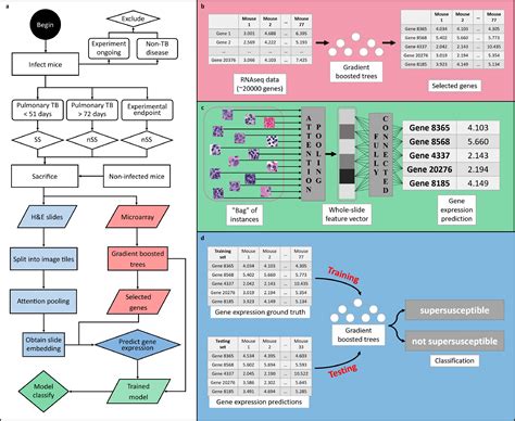 Deep Learning Predicts Gene Expression As An Intermediate Data Modality