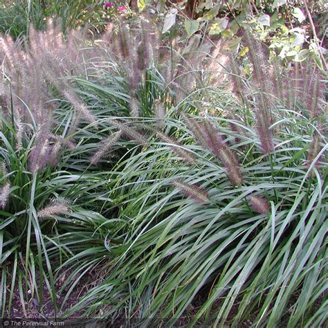 Fountain Grass Black Moudry Rogers Spring Hill Plant Database