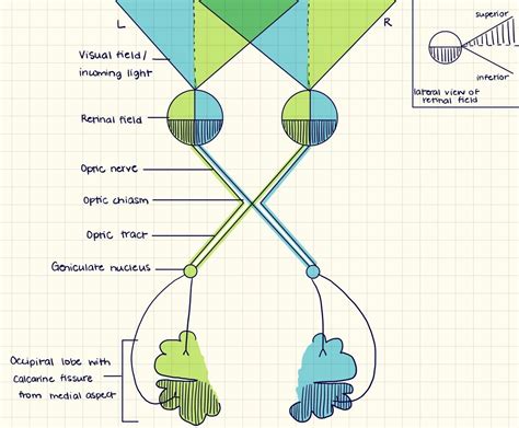 A Visual Representation Of The Pathway Of Light The Brain Processes