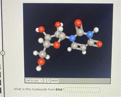 Solved What Is This Nucleoside From Rna What Amino Acid