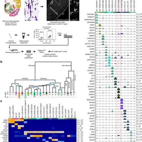 Cell Type Characterization In Human Frontal Agranular Insular Cortex