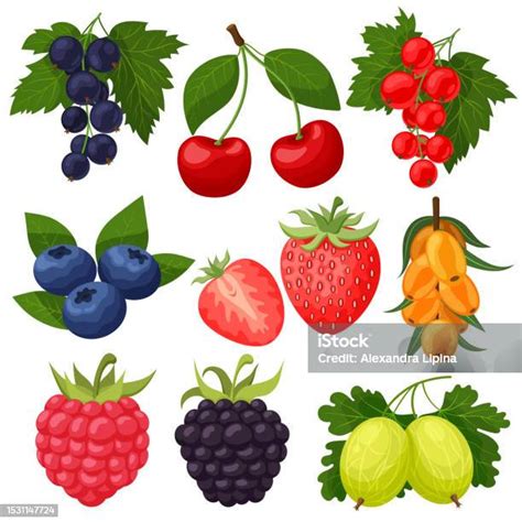 여름 신선한 딸기 아이콘입니다 검은 건포도 붉은 건포도 체리 블루 베리 딸기 바다 갈매 나무속 라즈베리 블랙 베리 구즈 베리의 그림 0명에 대한 스톡 벡터 아트 및 기타
