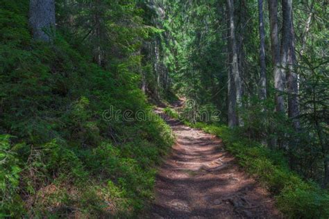 The Dust Path In The Forest With Green Trees On The Wayside Stock Image