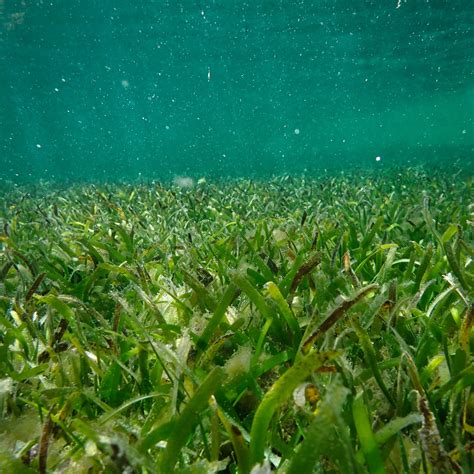 Coral Reef Ecology