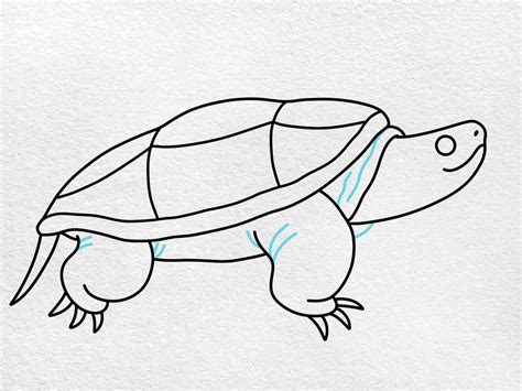 Snapping Turtle Drawing Helloartsy