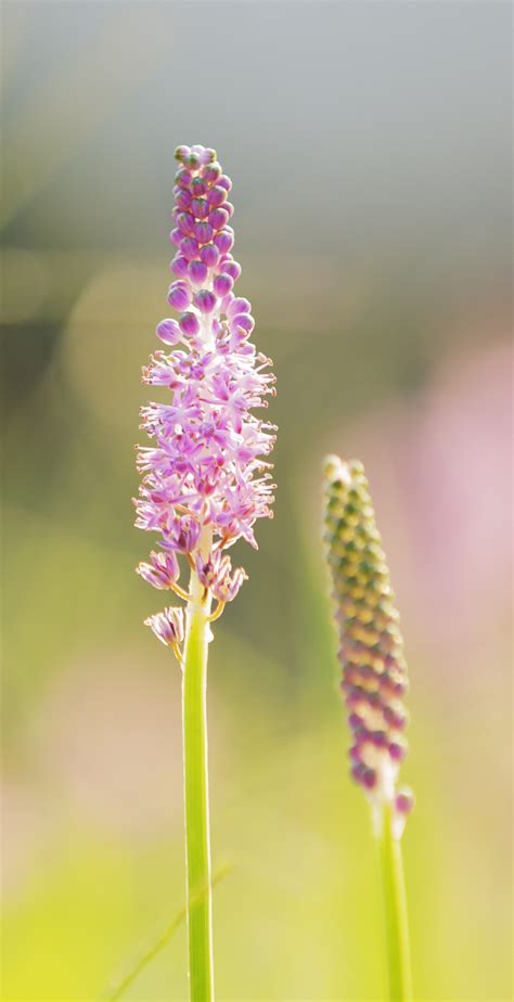 Free Images Nature Leaf Flower Petal Pollen Green Botany Pink