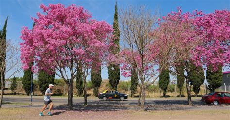El Encanto De Las Flores De Lapacho Que Embellecen La Ciudad Rosario3