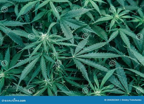大麻cbd 绿草 室内大麻种植 绿色紫花背景 库存图片 图片 包括有 杂草 医疗 庭院 问题的 204282369