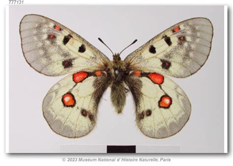 Parnassius S Sacerdos Type Specimens