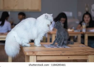 Real Catfight Stock Photo 1184285461 Shutterstock
