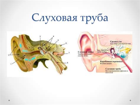 Анатомия слуховой трубы - презентация онлайн