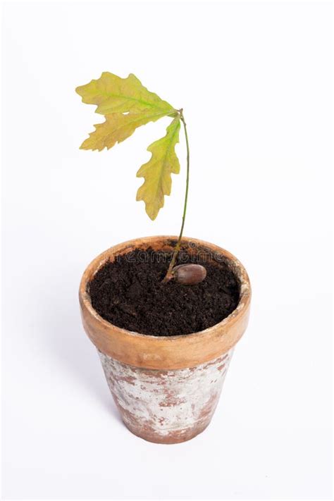Isolated Sprouting Acorn Of Oak In Earth In Black Color Flowerpot On