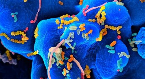 Microbiome Diversity Depends On Age And Sex Biocompare The Buyers