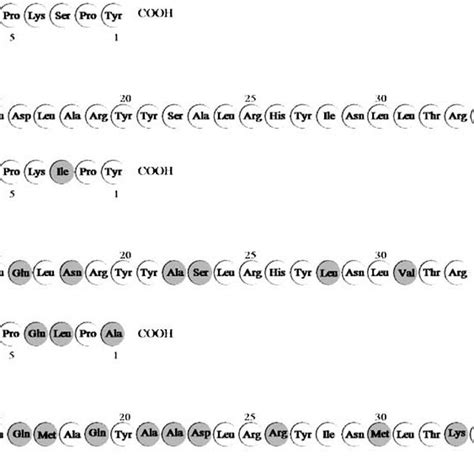 Schematic Structure Of The Amino Acid Sequence Of Human Npy Pyy And