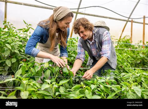 Couple Of Agriculturists Harvesting Agricultural Crops Together Stock