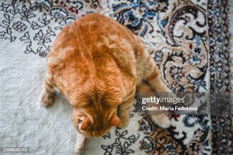 Cat Licking Itself Photos And Premium High Res Pictures Getty Images