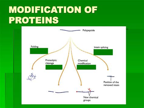 Chemical Modification Of Proteins Ppt Ppt Posttranslational