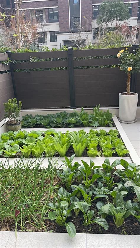 第一次学种菜 没你们想象的那么难 很成功 花瓣网