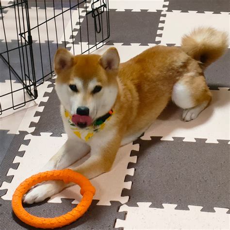 柴犬なお（1歳 And 143日） ぱぱいあねっと